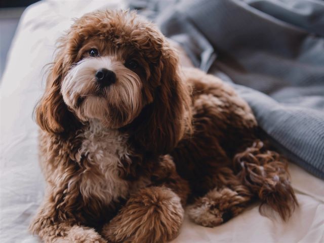 What To Do If Your Cavapoo Hates Grooming: 16 Tips!