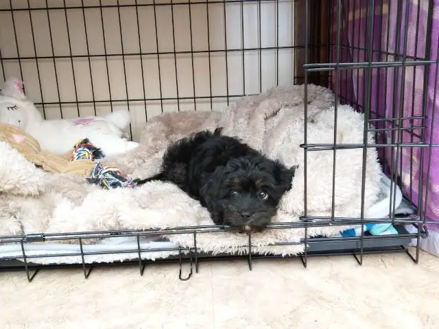 How to Crate Train Your Cavapoo Puppy - Oodle Dog Love