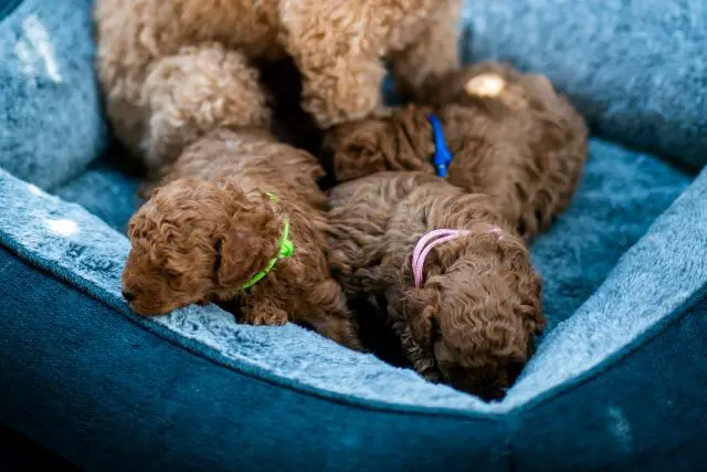 6 Reputable Texas Cavapoo Puppy Breeders (2022 List)