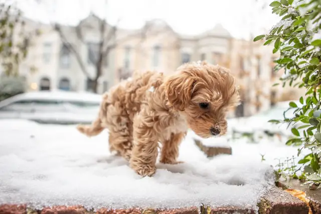 Do Cavapoos Get Cold In Winter Or Snow?