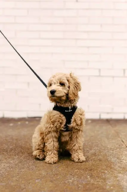 How Much Does a Cavapoo Puppy Cost to Buy?